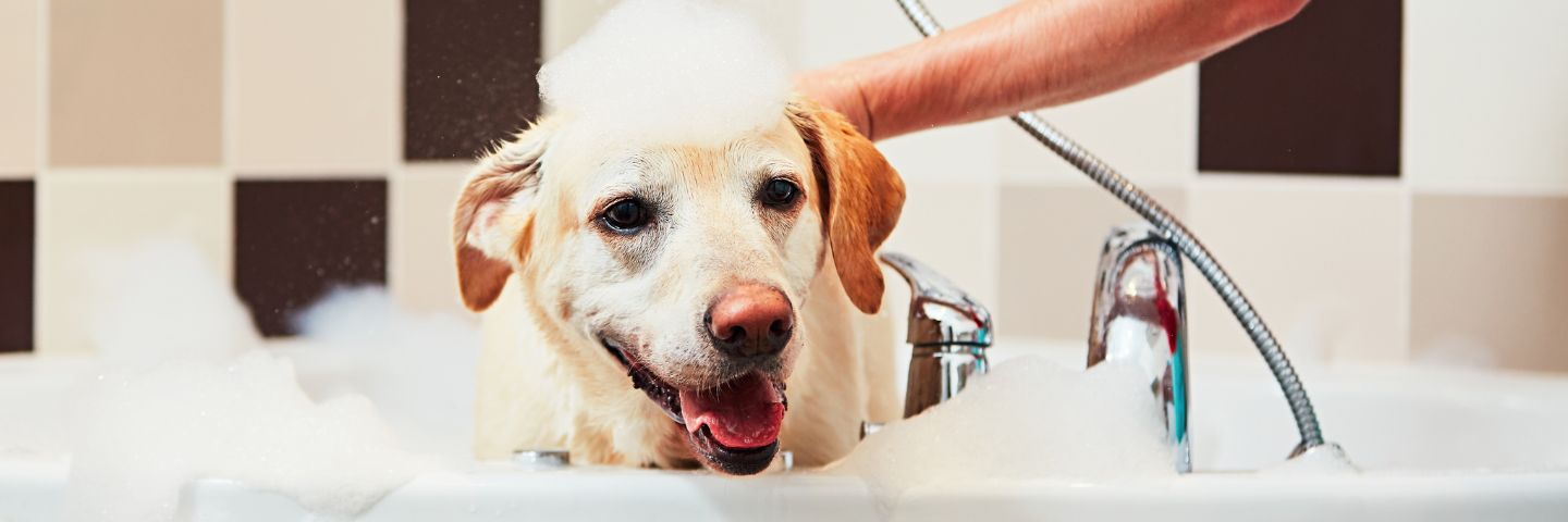 Quand et comment laver mon chien ? - Beaphar